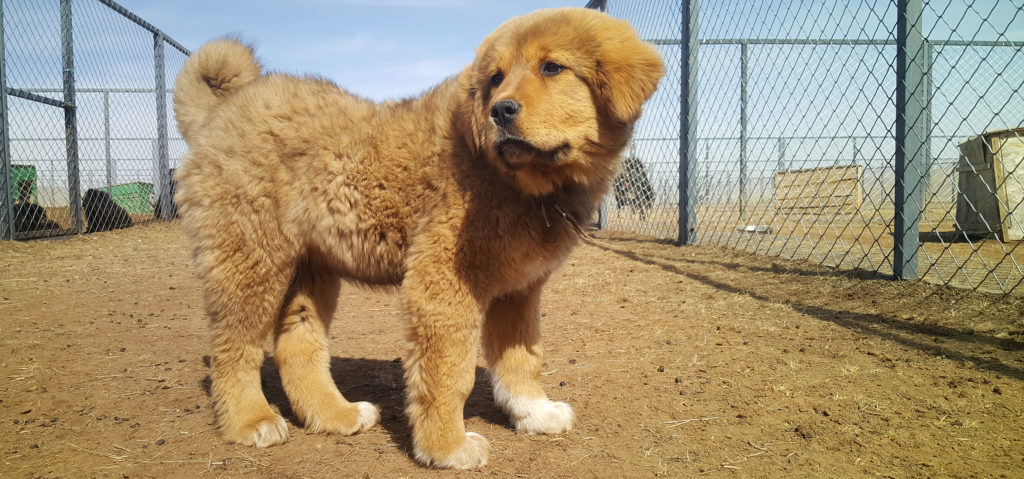 Saving the Mongolian Grassland Steppe with Bankhar Dogs