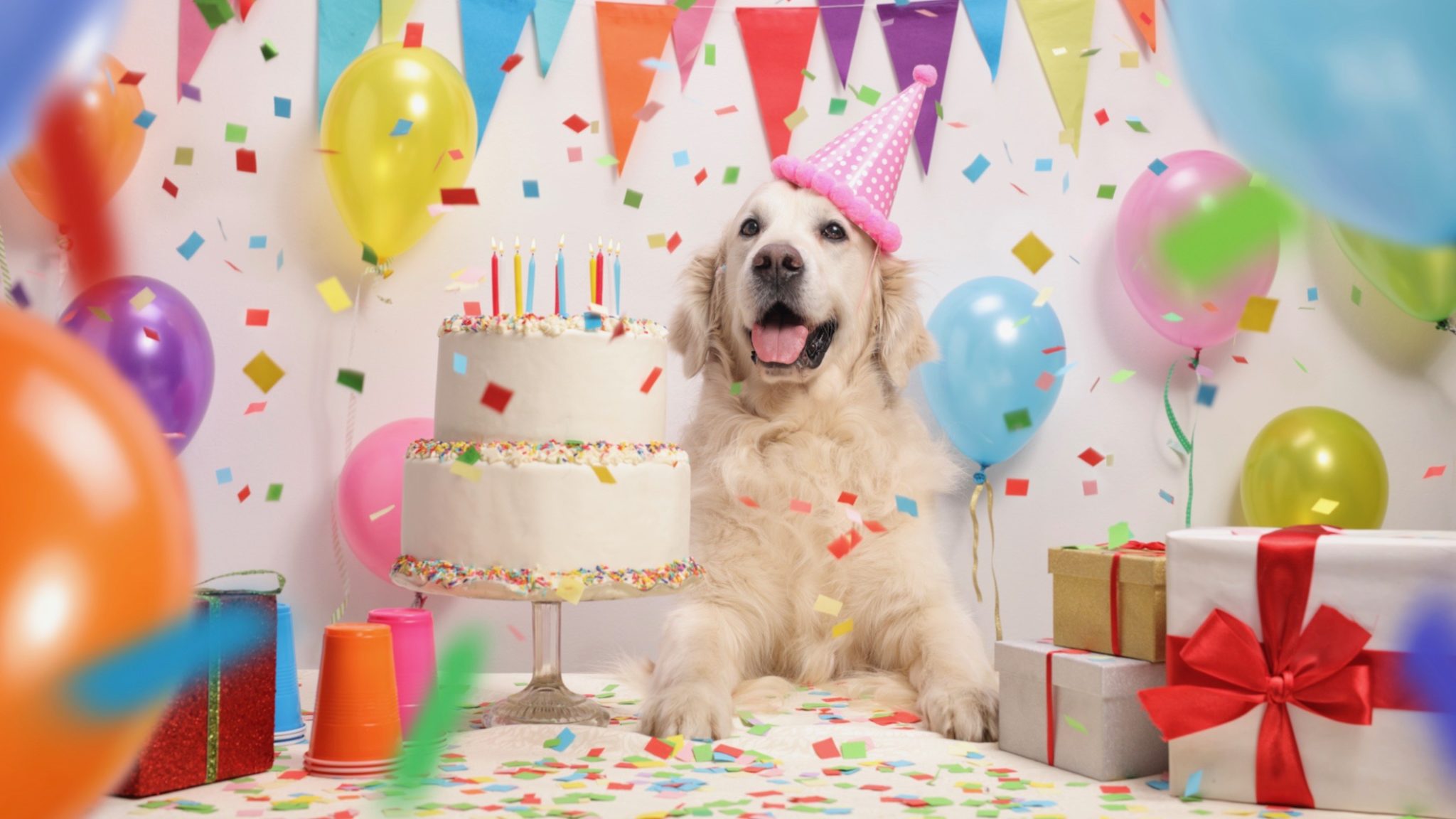 A Gift Guide For Your Dog s Birthday Embark A Gift Guide For Your Dog s Birthday Embark