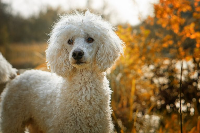 Standard Poodles: Dog breed info, photos, common names, and more ...