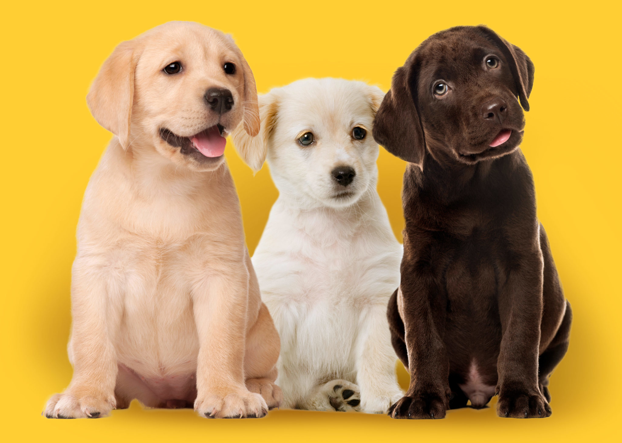 Labradors by the Numbers - Embarkvet