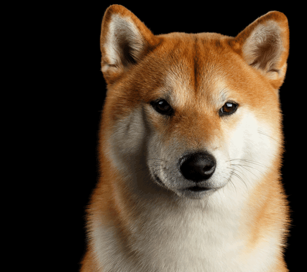 Breeder Tools and Services - Embarkvet