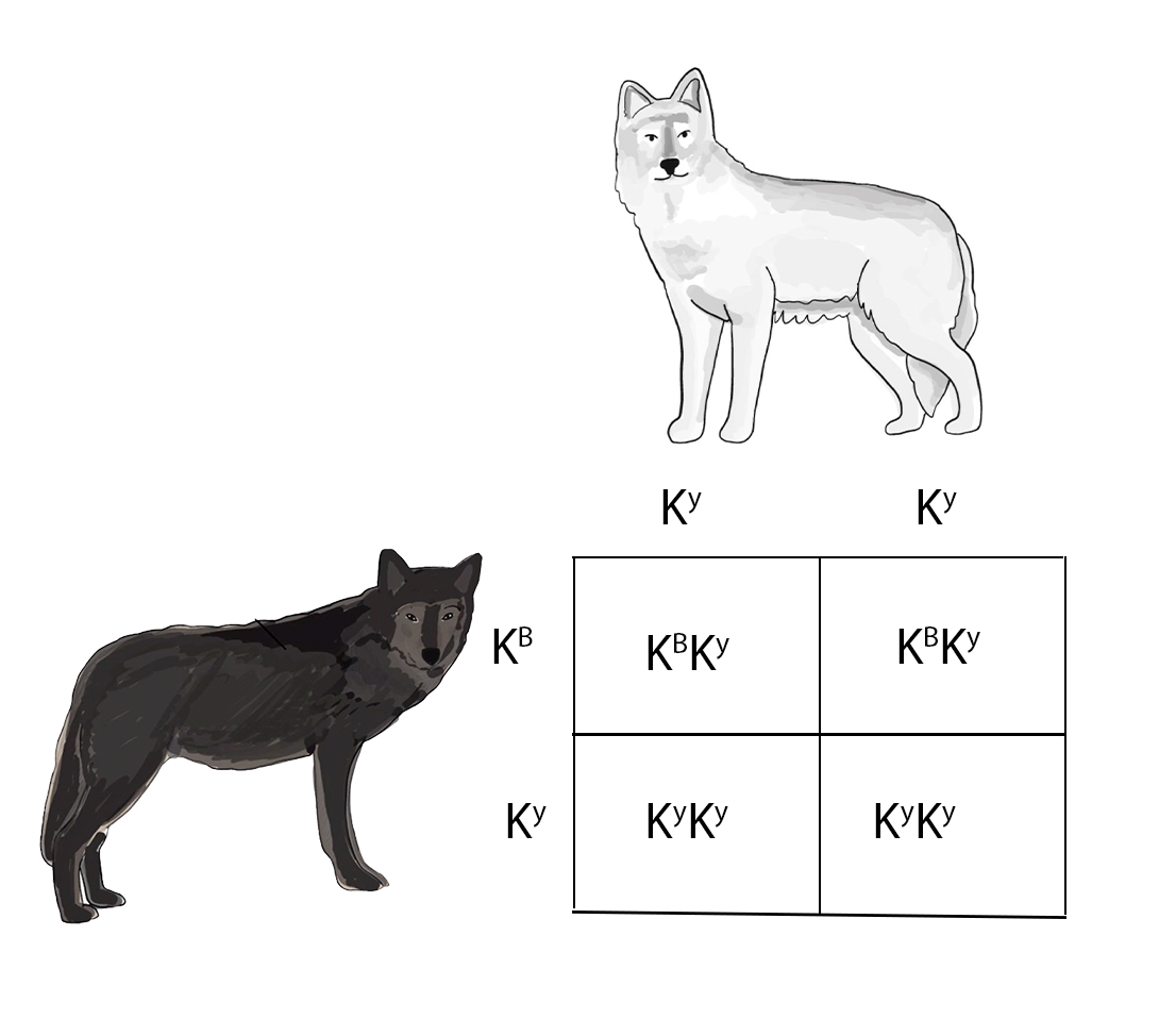 A Genetic History of Dogs and Wolves in North America - Embarkvet