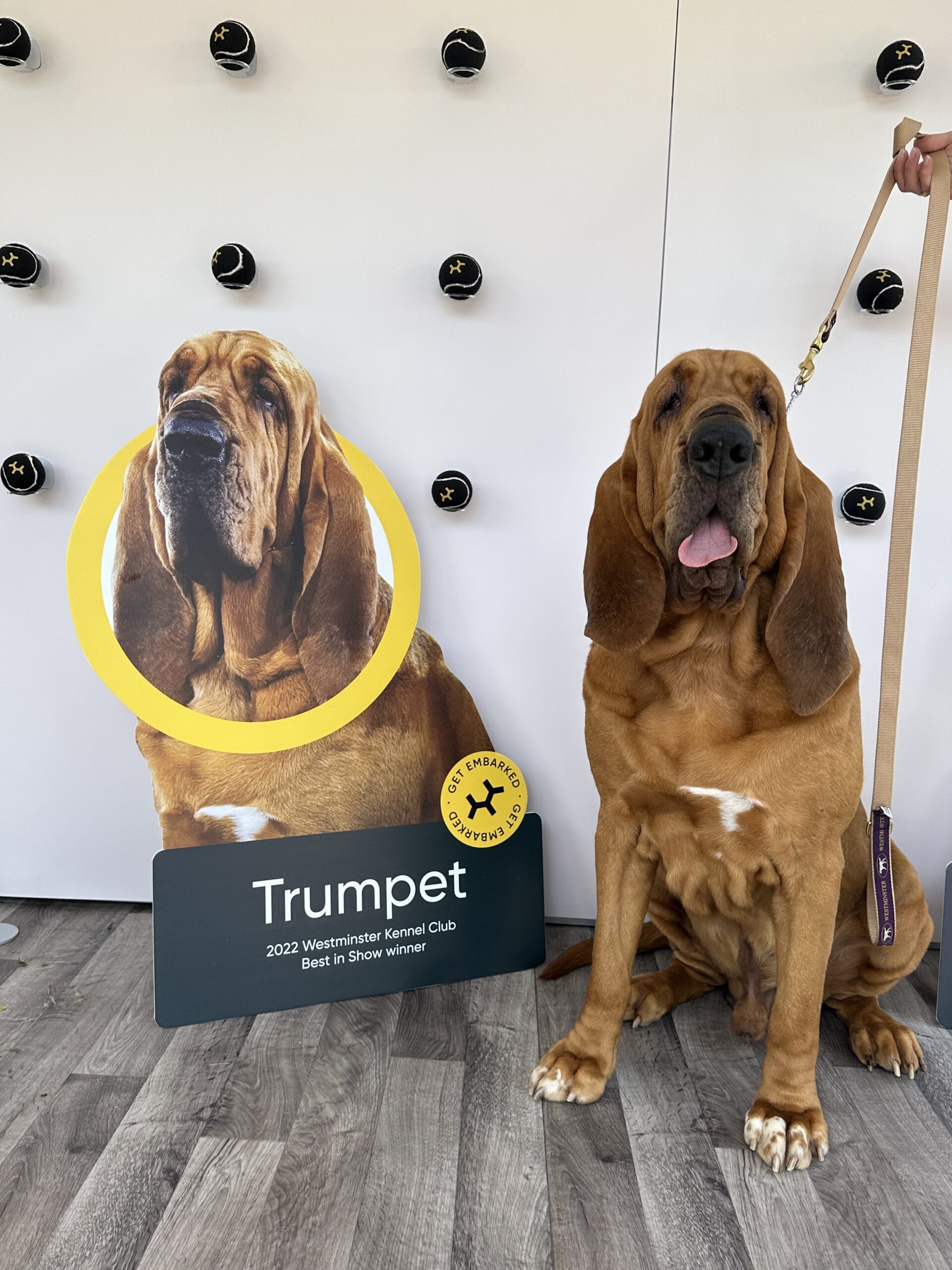 Embark Vet Sponsors the Westminster Kennel Club Dog