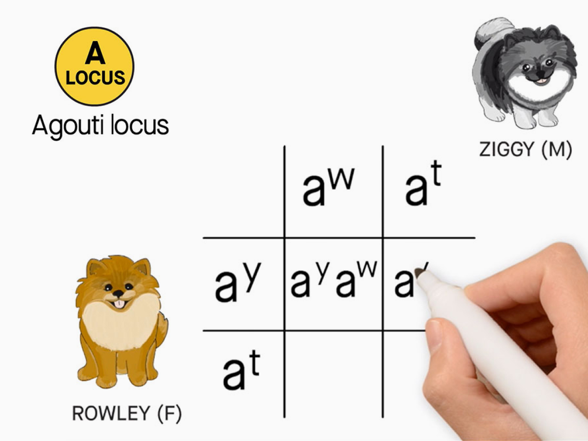 Punnett Squares and Predicting Litter Outcomes - Embarkvet