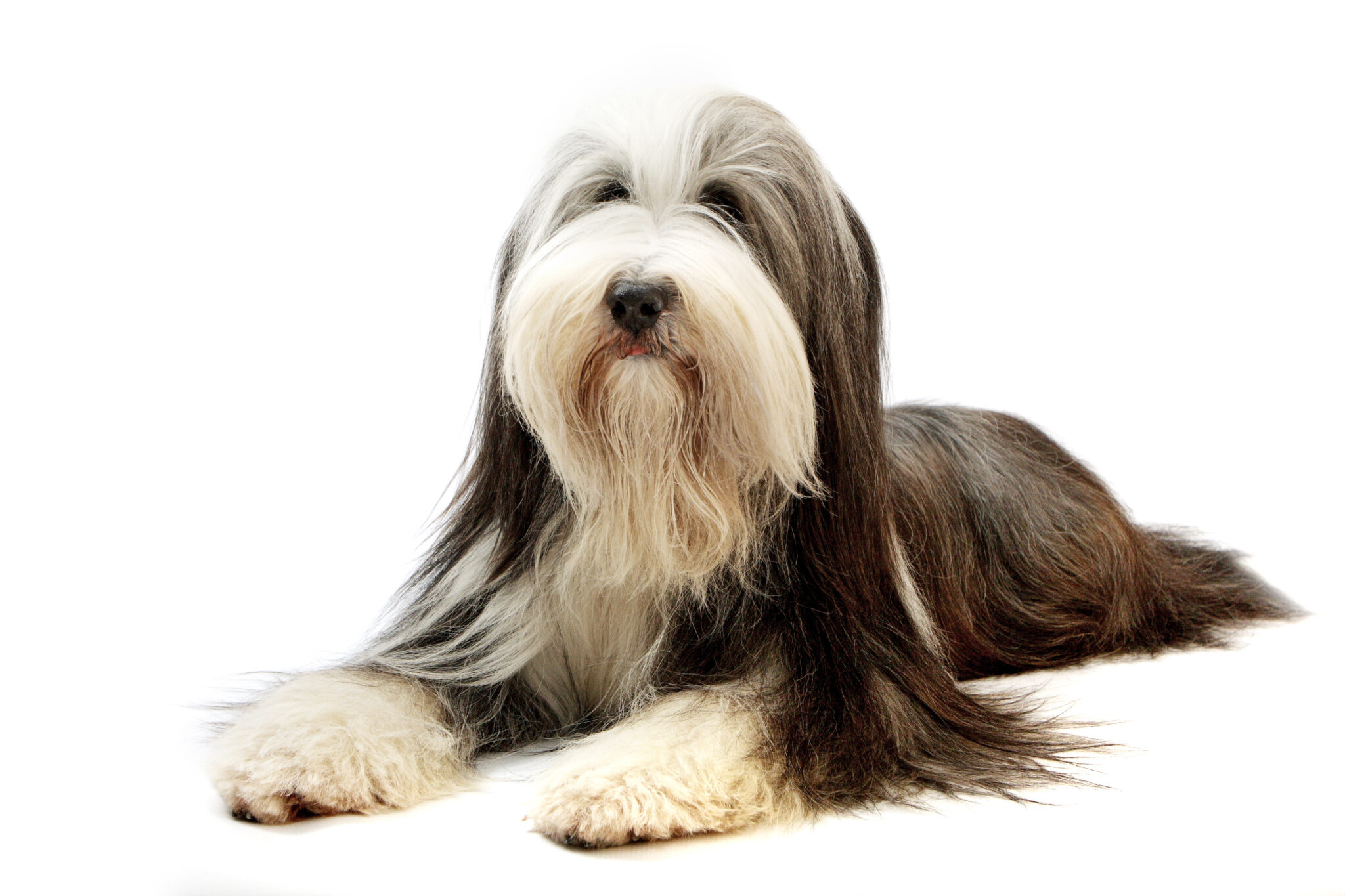 Bearded Collie Genetics: Health, Traits, and COI - Embarkvet