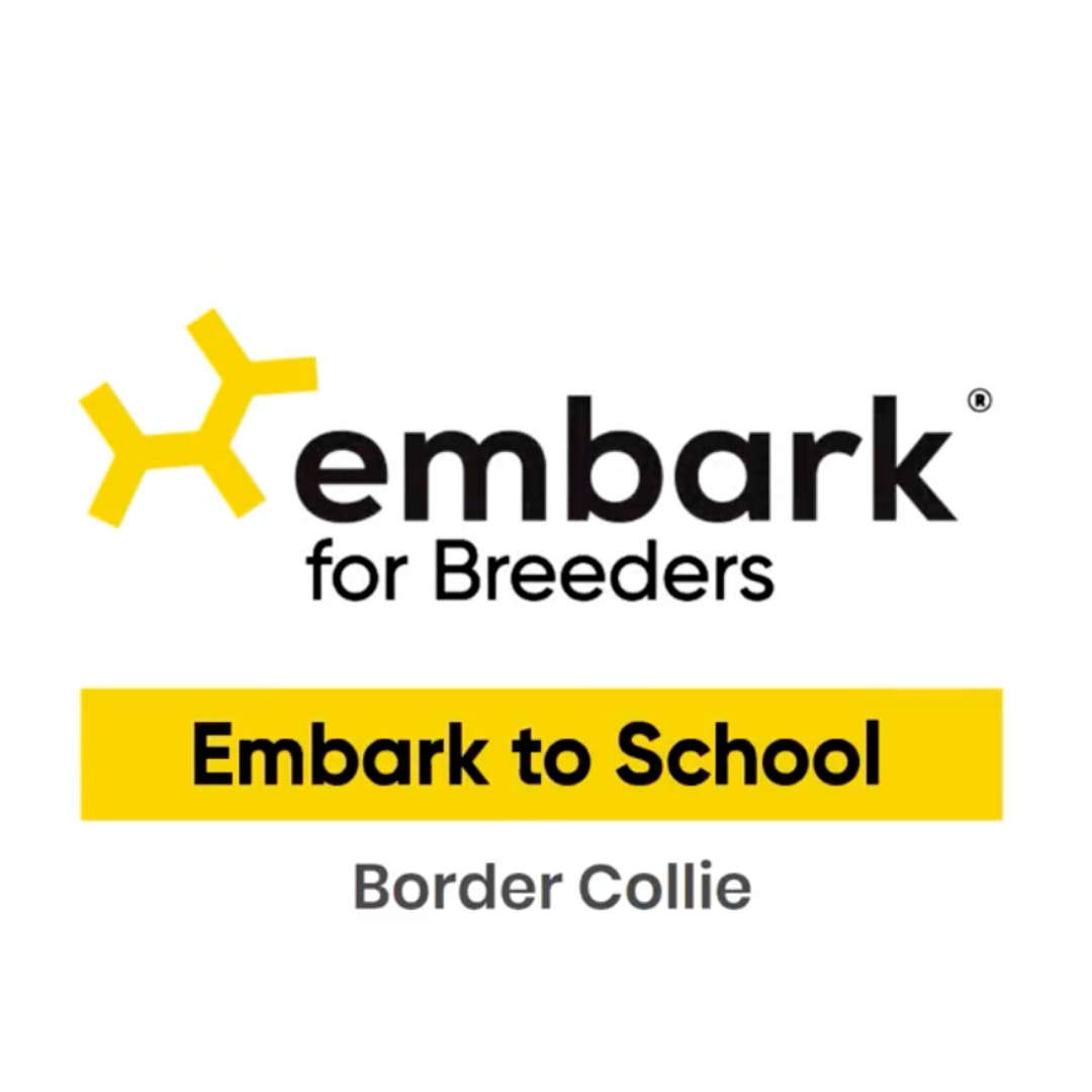 Embark to School: Border Collie Coat Colors - Embarkvet