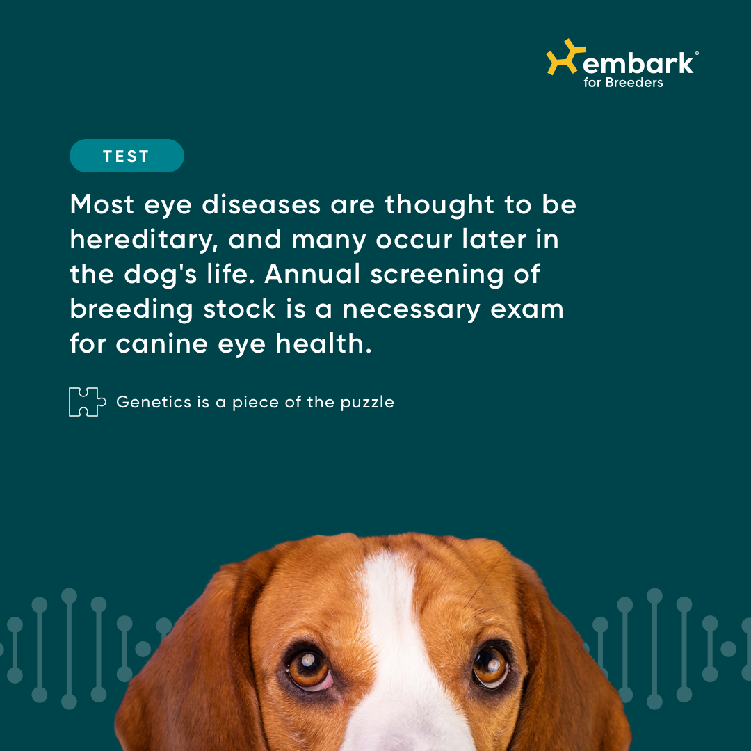 Canine Eye Screenings Explained - Embarkvet