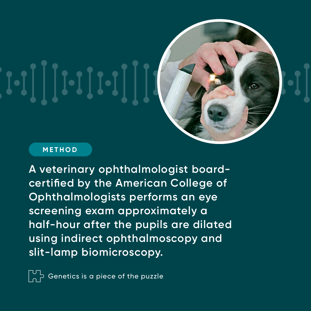 Canine Eye Screenings Explained - Embarkvet
