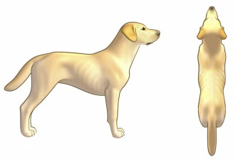 All About Body Condition Score in Dogs - Embarkvet