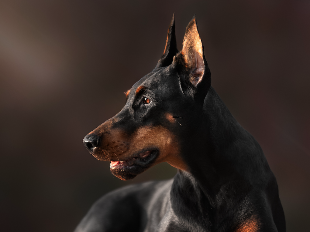 Inbreeding and Recessive Disease Genotypes in Dogs - Embarkvet