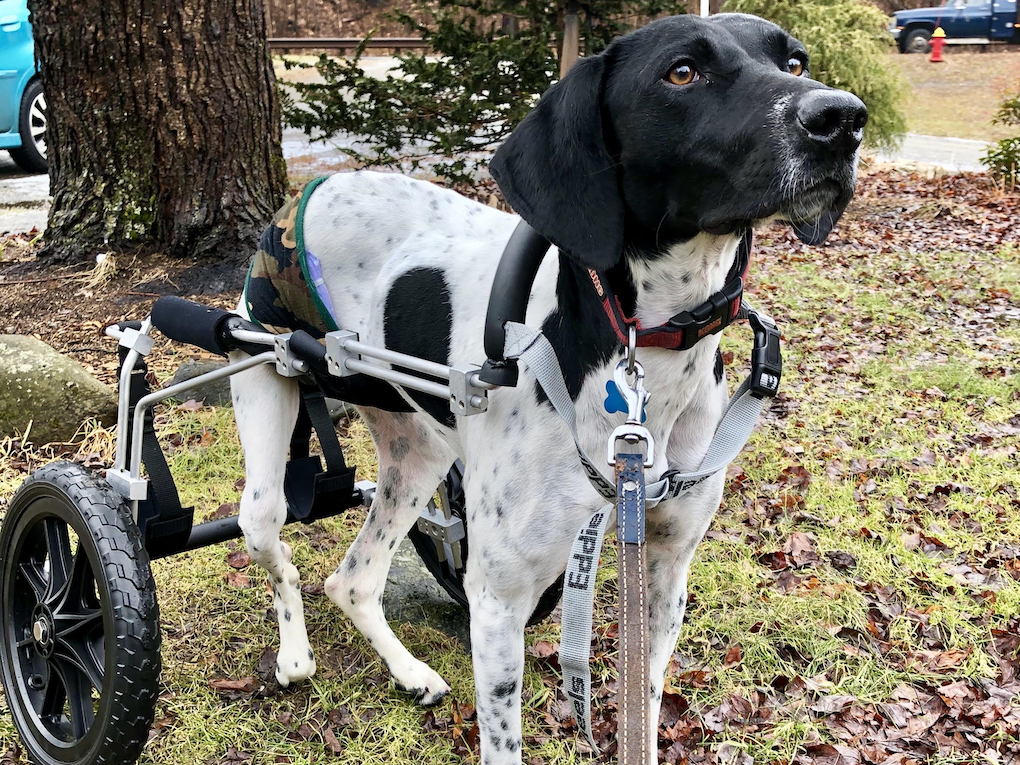 Lieutenant Dan, One Millionth Dog Tested with Embark- Embarkvet